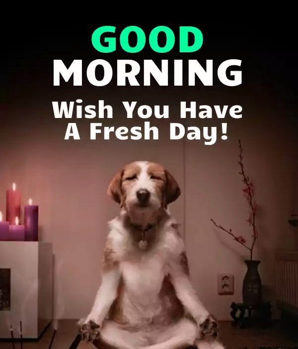 Good Morning Wishes To Make You Laugh