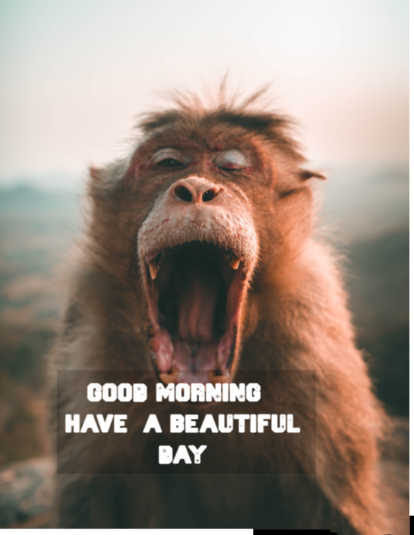 Good Morning Wishes To Make You Laugh